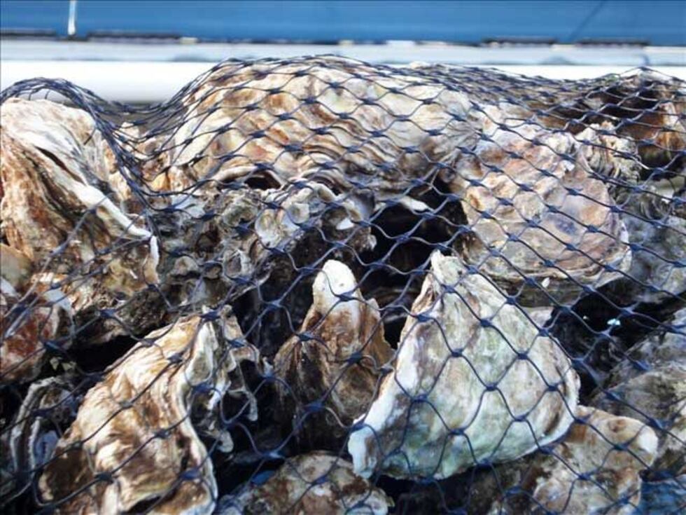 DHEC reopens select shellfish beds in Georgetown County DHEC reopens select shellfish beds in Georgetown County
